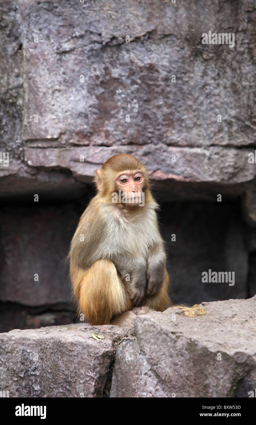 Zhangjiajie National Park Monkey High Resolution Stock Photography and ...