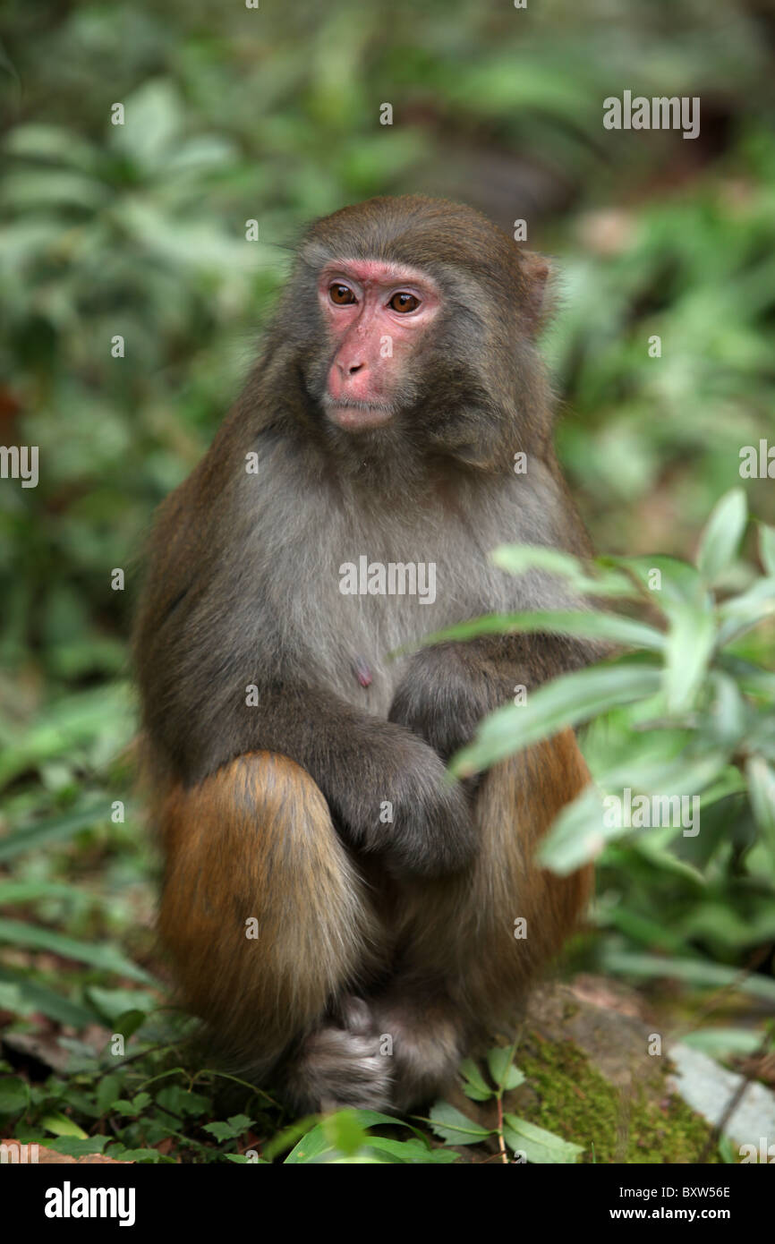Zhangjiajie national park monkey hi-res stock photography and images ...