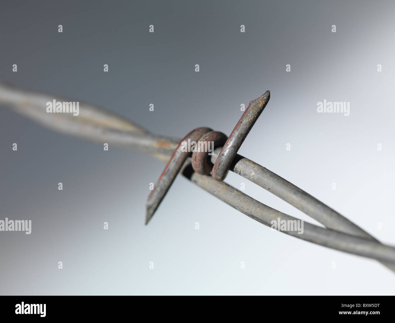 White barb hi-res stock photography and images - Alamy