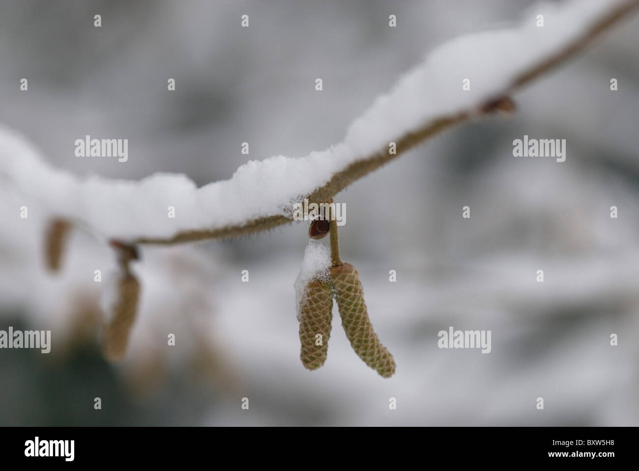 Hazel catkins in snow Stock Photo - Alamy