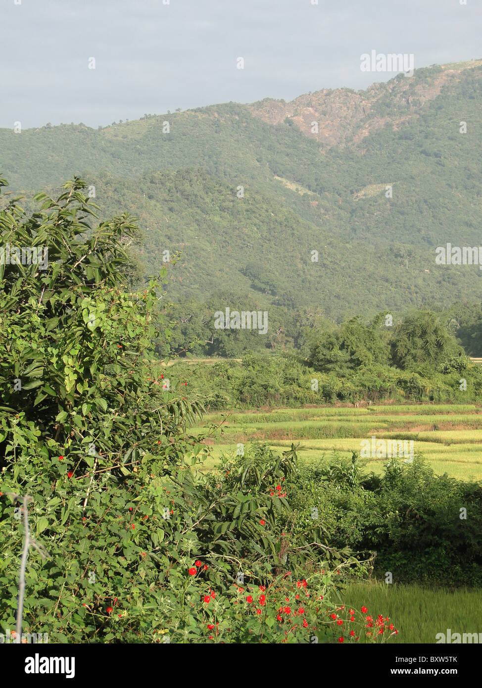 Rural rice paddies in india hi-res stock photography and images - Alamy