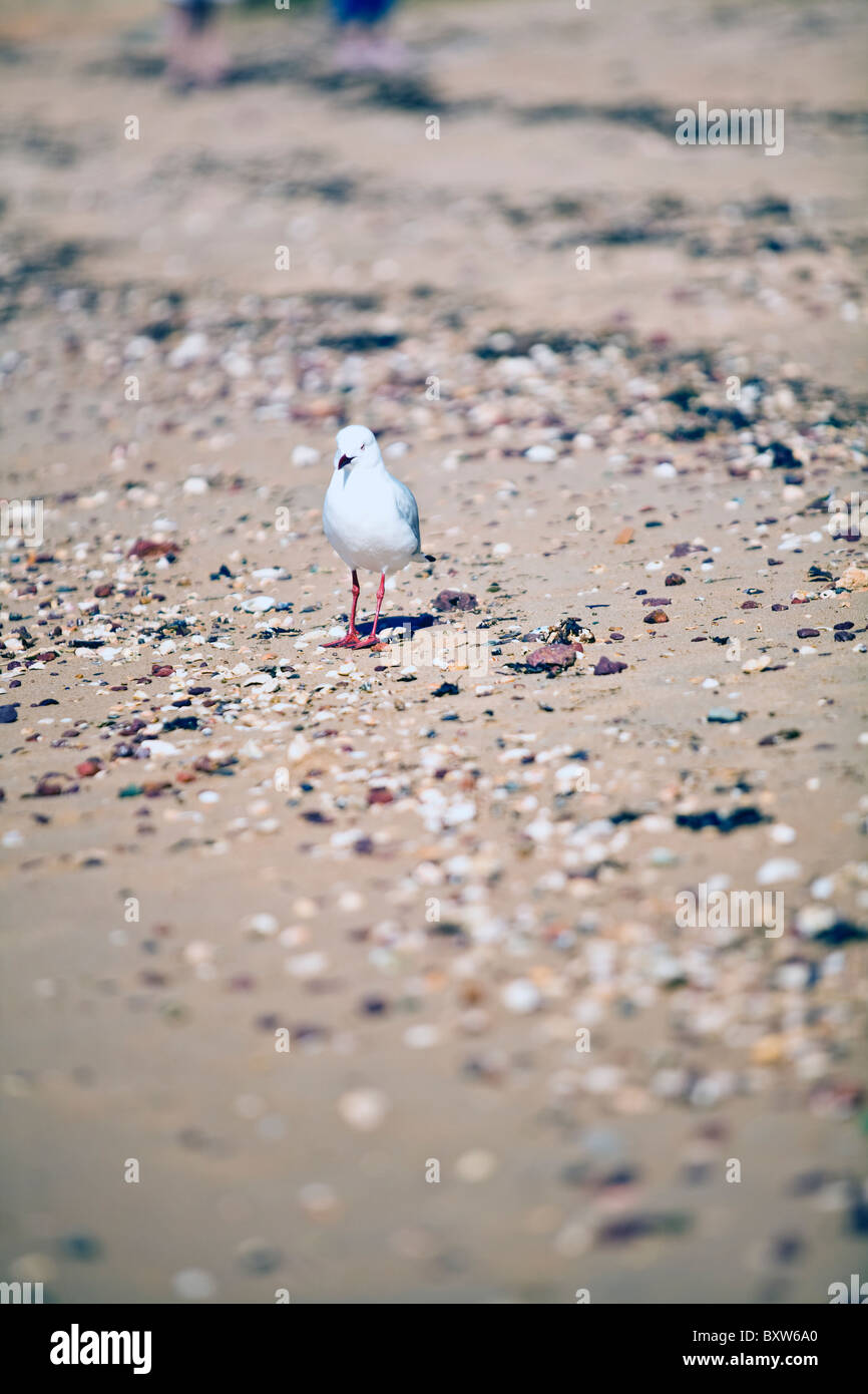 A lone Australian seagull walking along sandy, rocky pebbly beach Stock ...