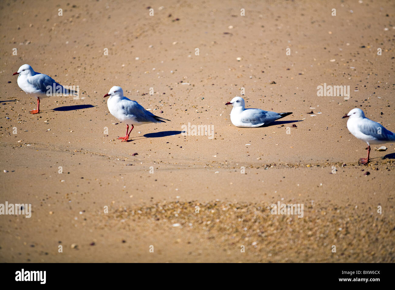 Four Australian seagulls on a sandy beach, 3 seagulls standing and 1 ...