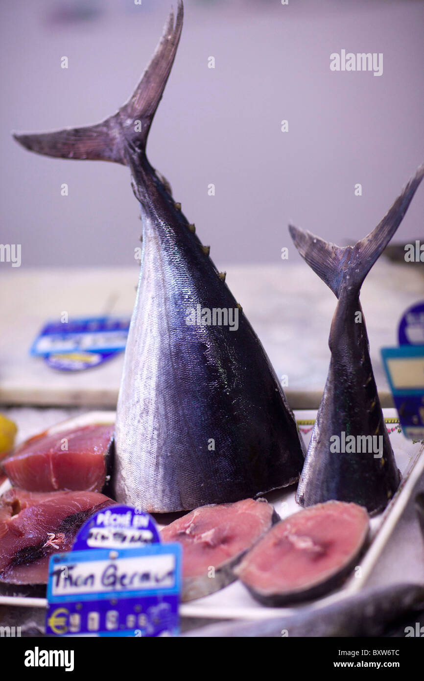 Fishes animal hi-res stock photography and images - Alamy