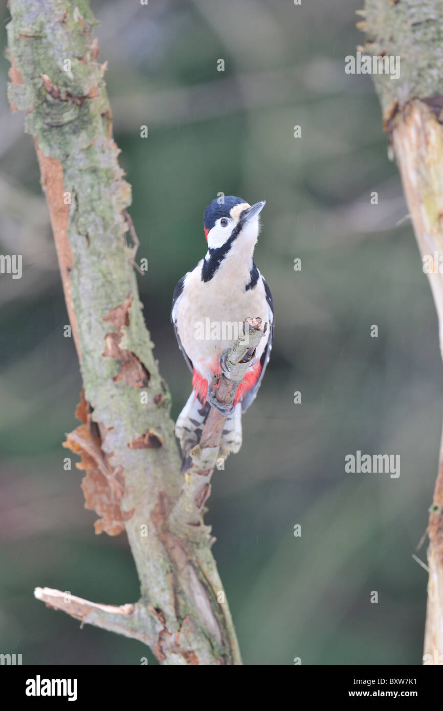 Great spotted woodpecker (Dendrocopos major - Dendrocopus major ...