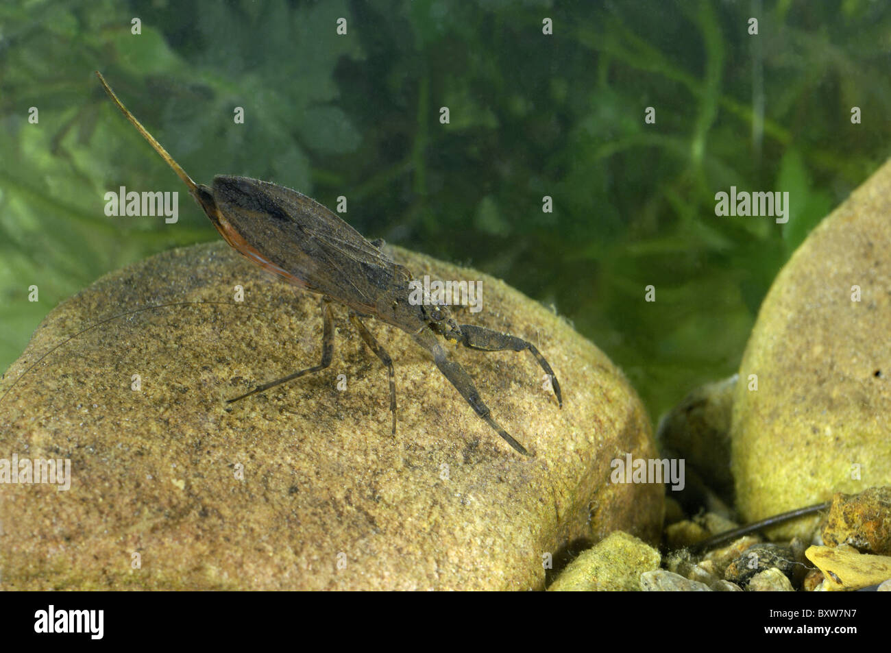 Water scorpion (Nepa cinerea) swimming in a pond - Belgium Stock Photo ...