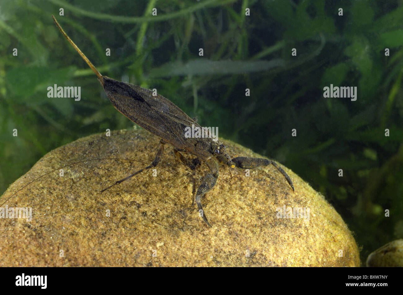 Water scorpion (Nepa cinerea) swimming in a pond - Belgium Stock Photo ...