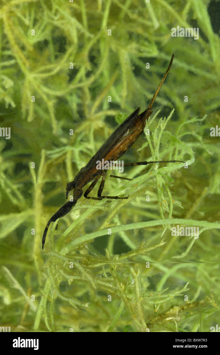 Water scorpion (Nepa cinerea) swimming in a pond - Belgium Stock Photo ...