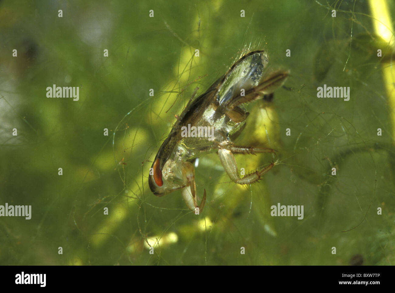 Waterbug ilyocoris cimicoides hi-res stock photography and images - Alamy