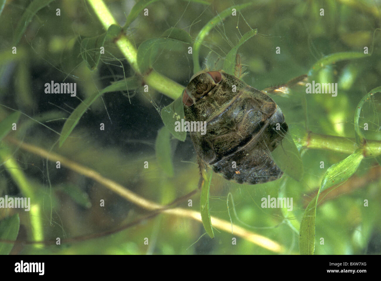 Creeping Waterbug - Saucer bug (Ilyocoris cimicoides - Naucoris ...