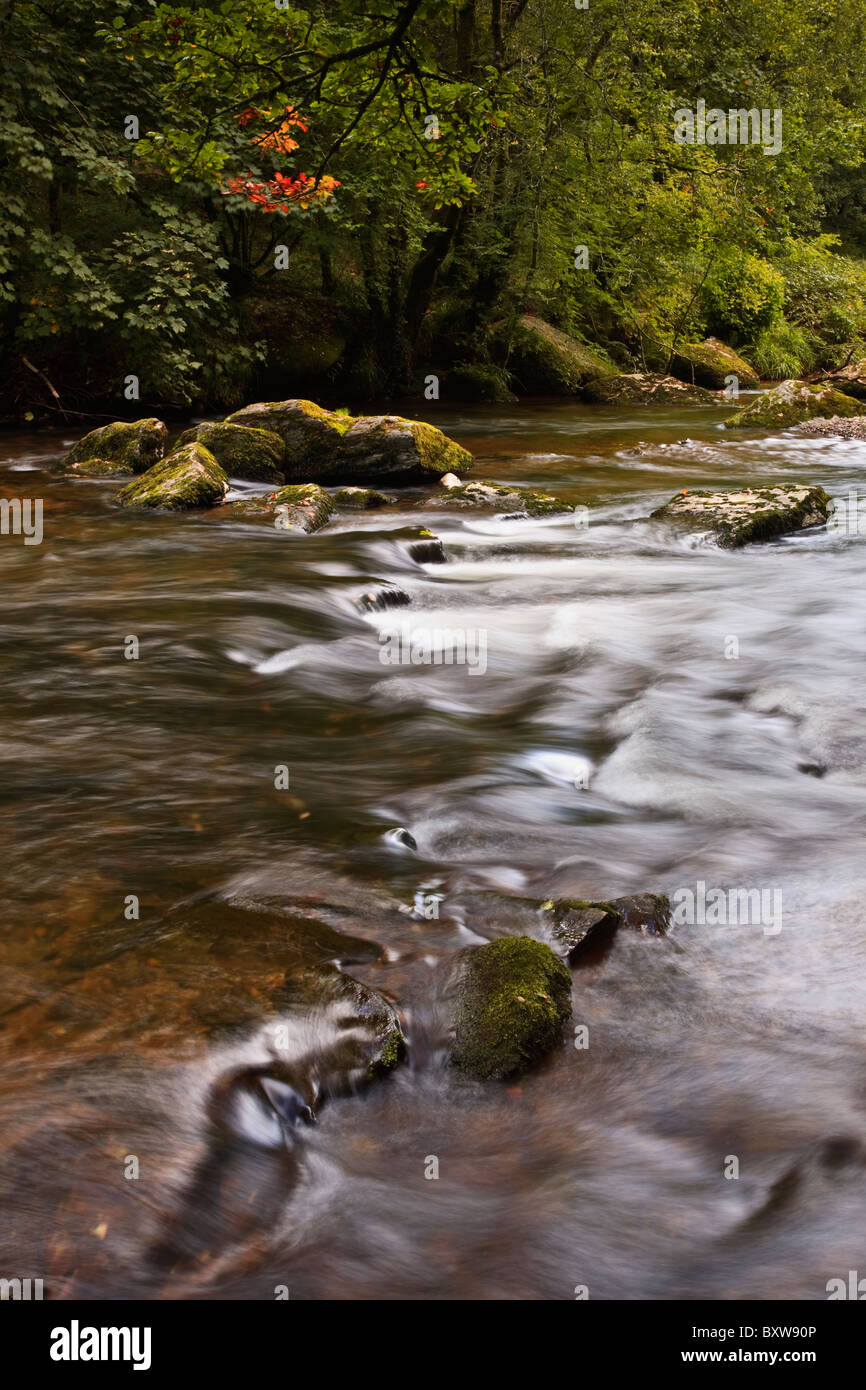 A tree above the River Barle in Exmoor shows the first signs of Autumn ...
