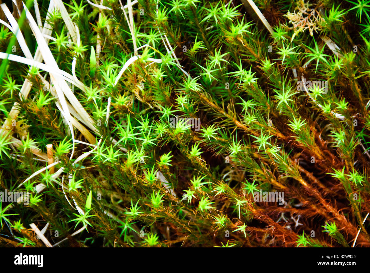 Moss gametophyte hi-res stock photography and images - Alamy
