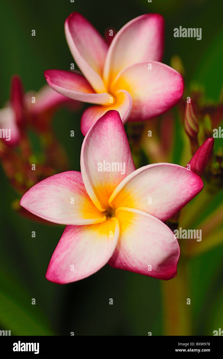 Plumeria hi-res stock photography and images - Alamy