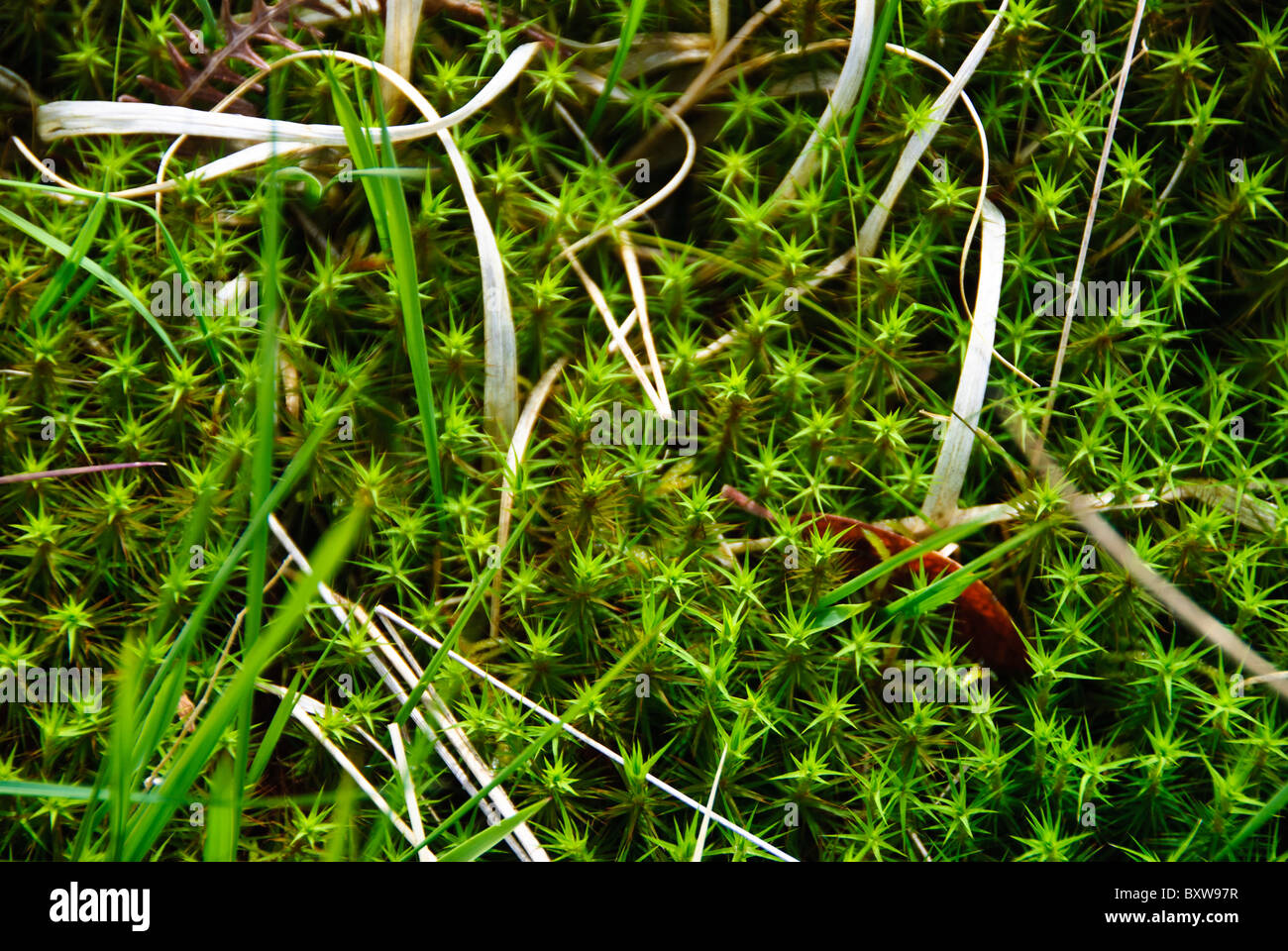 Moss gametophyte hi-res stock photography and images - Alamy