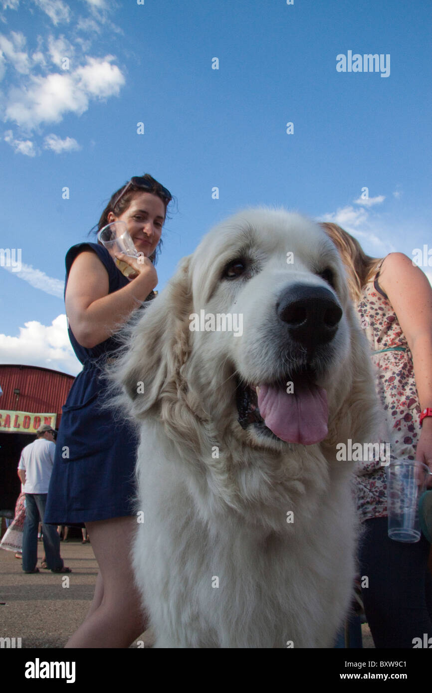 A large cream dog looks over the photographer's shoulder whilst a young ...