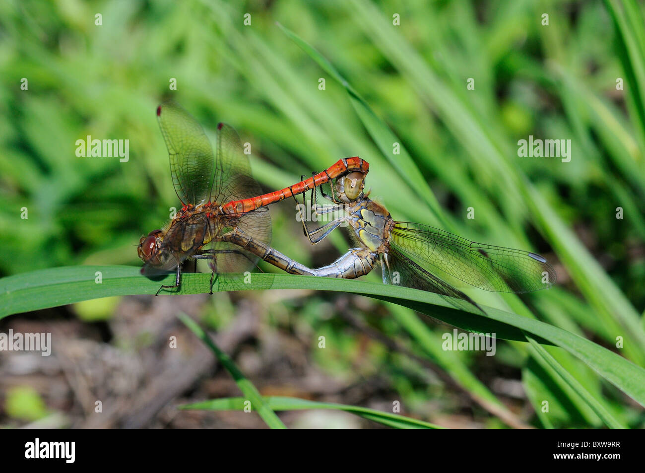 Mating position hi-res stock photography and images - Alamy