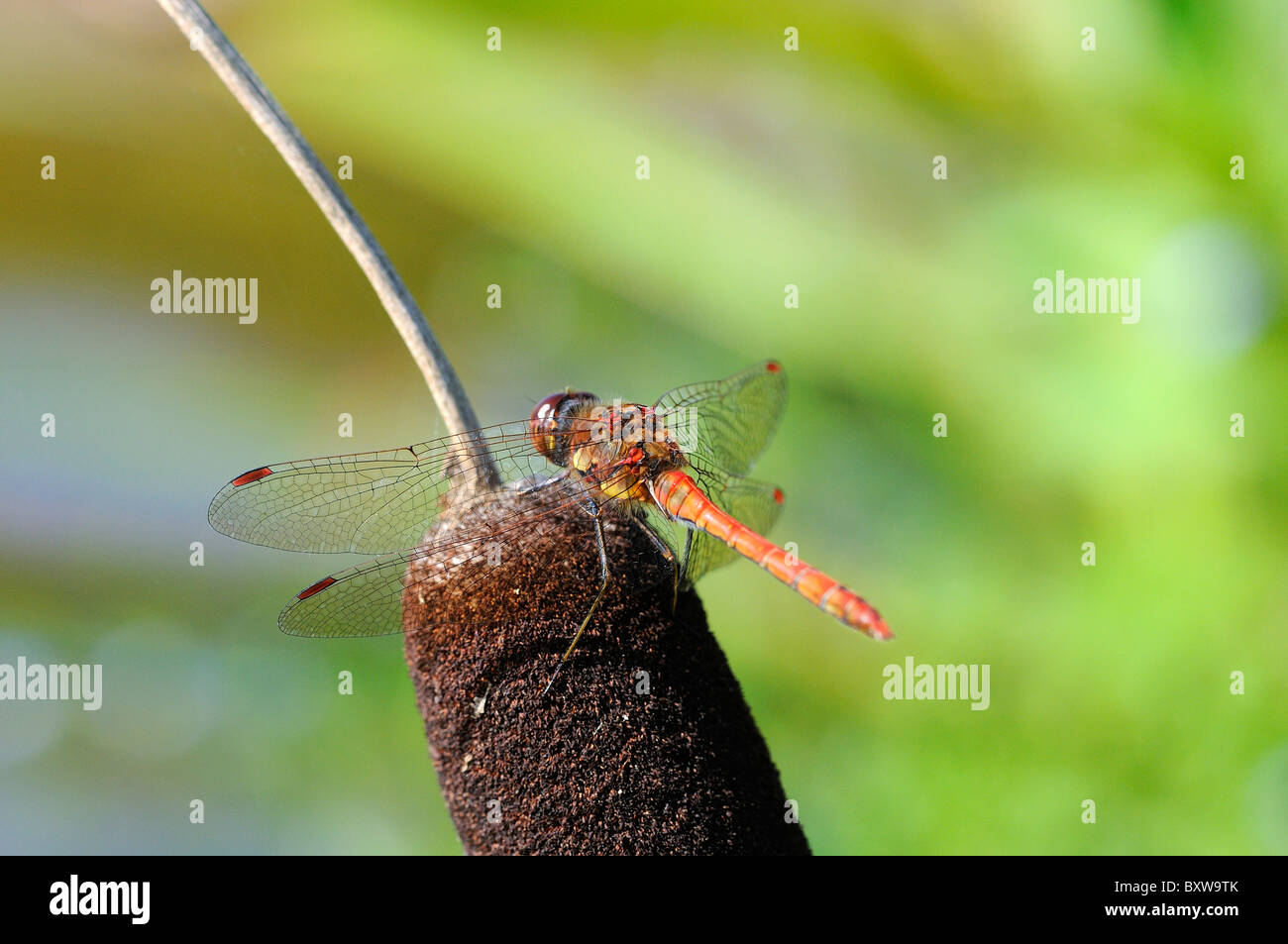 Common Darter Dragonfly (Sympetrum striolatum) male resting on bullrush ...
