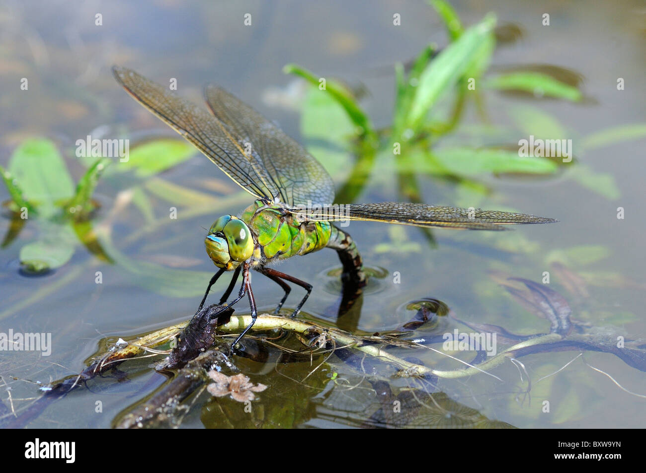 Dragonfly eggs water hi-res stock photography and images - Alamy