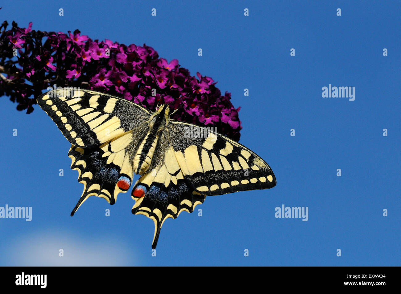 European Swallowtail Butterfly (Papilio machaon) resting on Buddleia ...