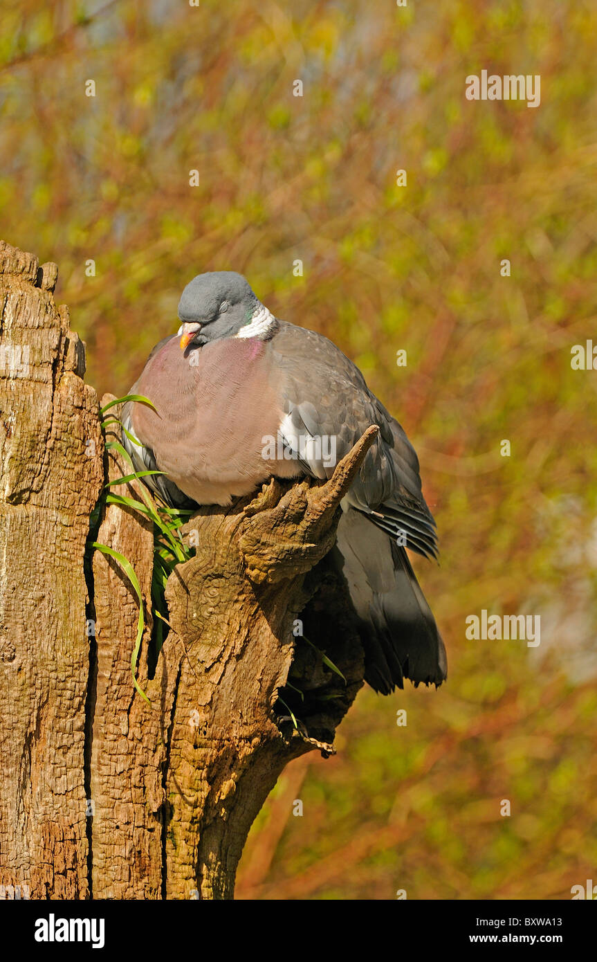 Bird europe pigeon woodpigeon columba sleeping asleep hi-res stock ...