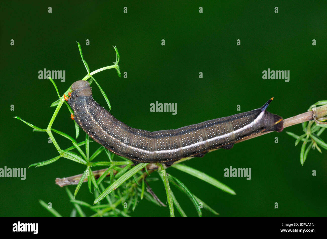 Hummingbird moth uk hi-res stock photography and images - Alamy