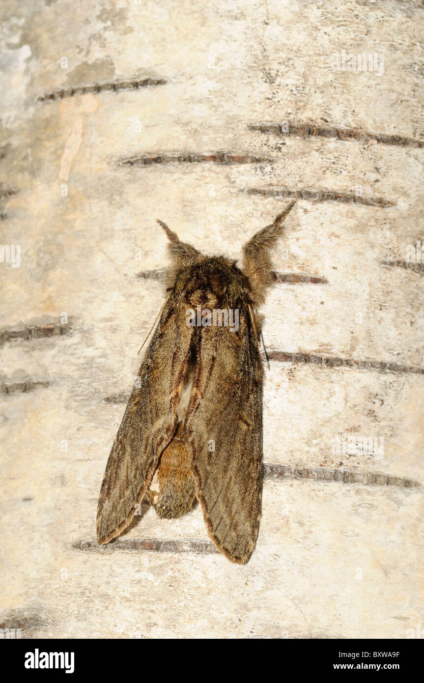 Great moth hi-res stock photography and images - Alamy