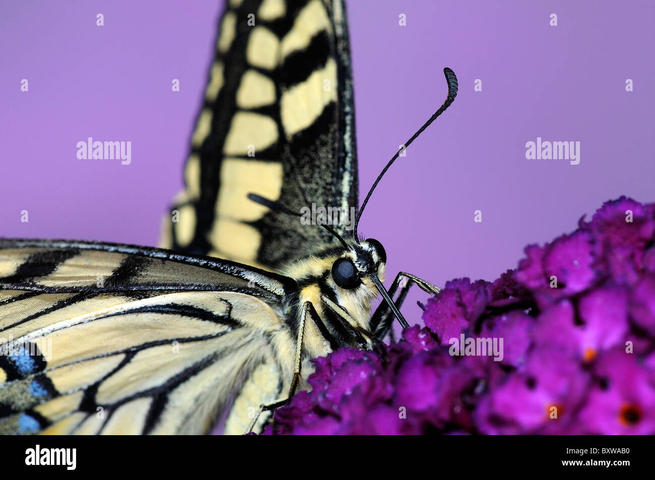 European Swallowtail Butterfly (Papilio machaon) feeding on Buddleia ...