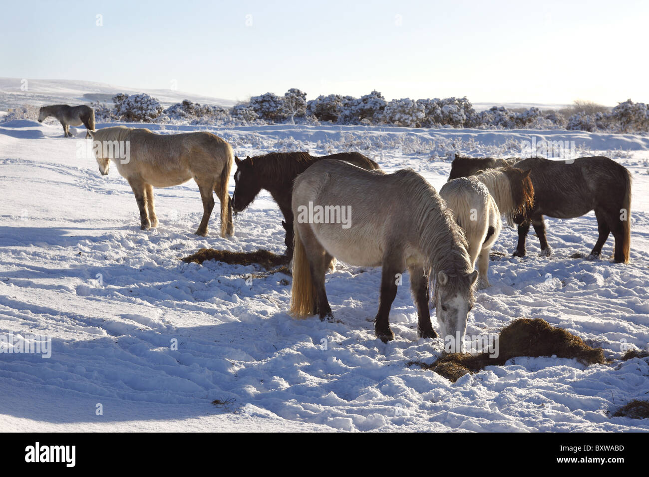 Dartmoor Pony Snow High Resolution Stock Photography and Images - Alamy