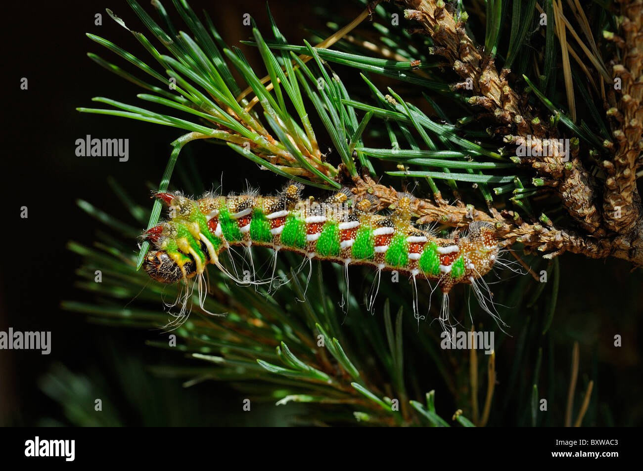 Spanish Moon Moth Caterpillar
