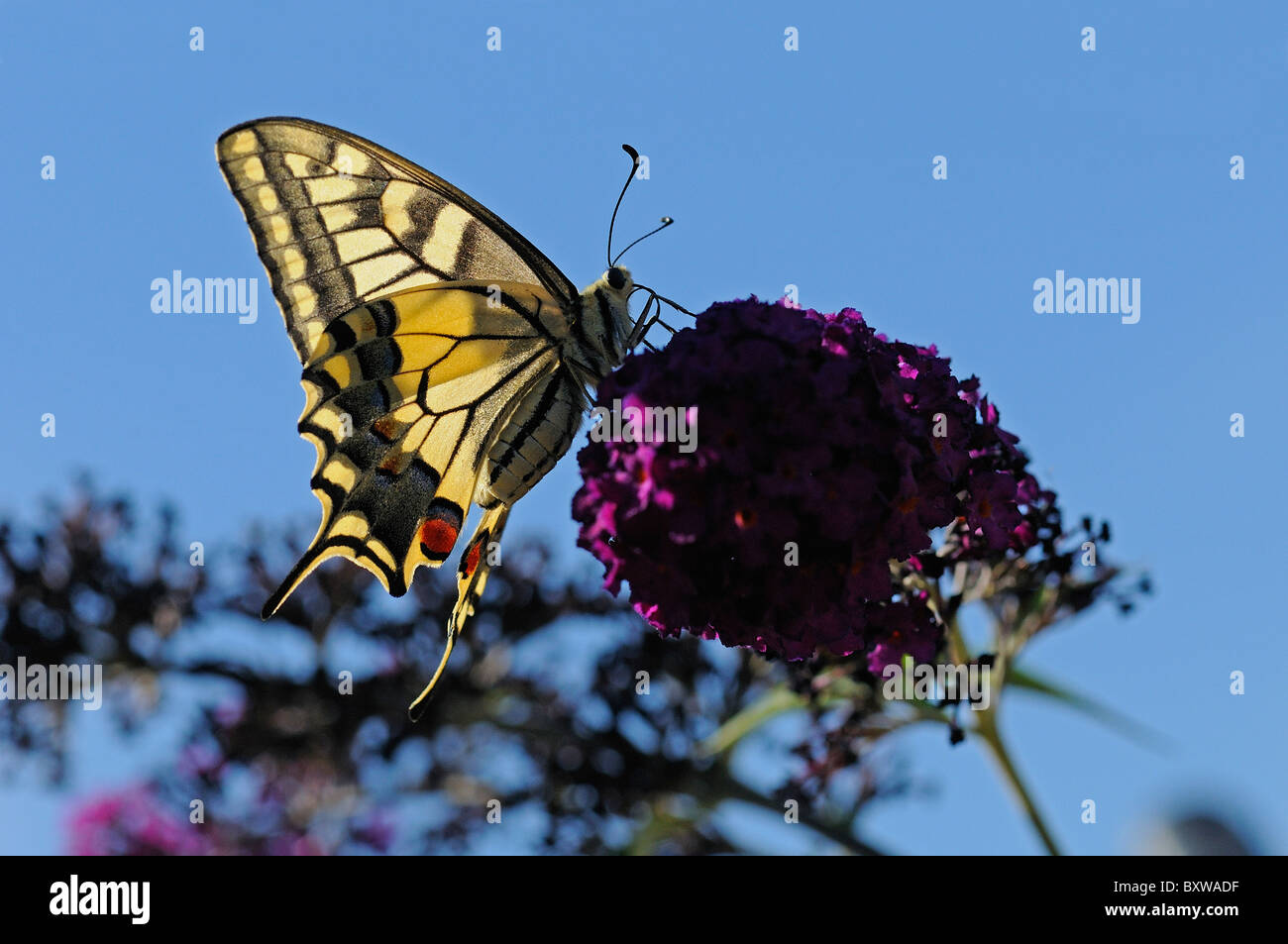 European Swallowtail Butterfly (Papilio machaon) feeding on buddleia ...