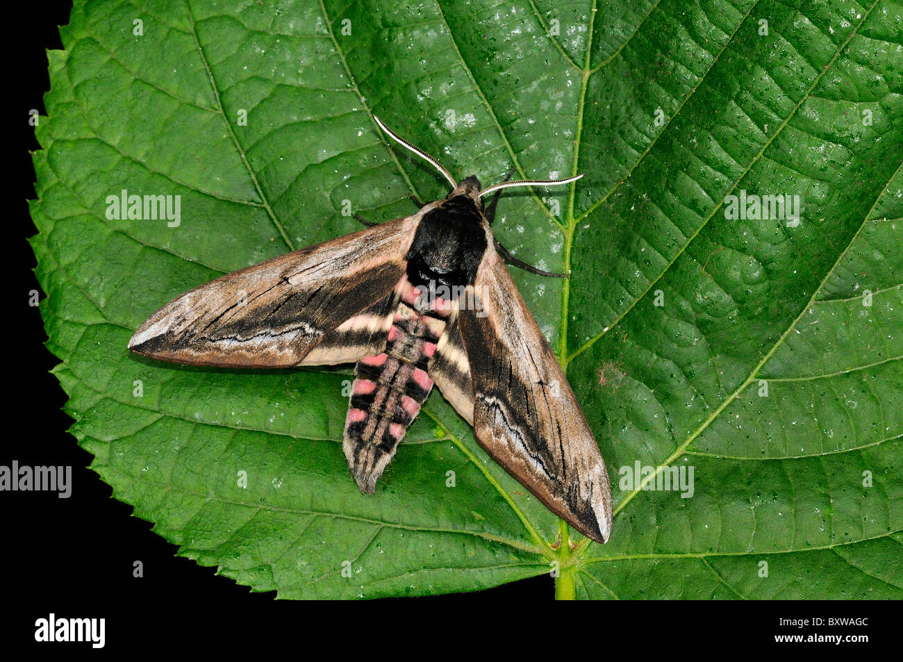Privet Hawkmoth (Sphinx ligustri) adult moth resting on leaf ...