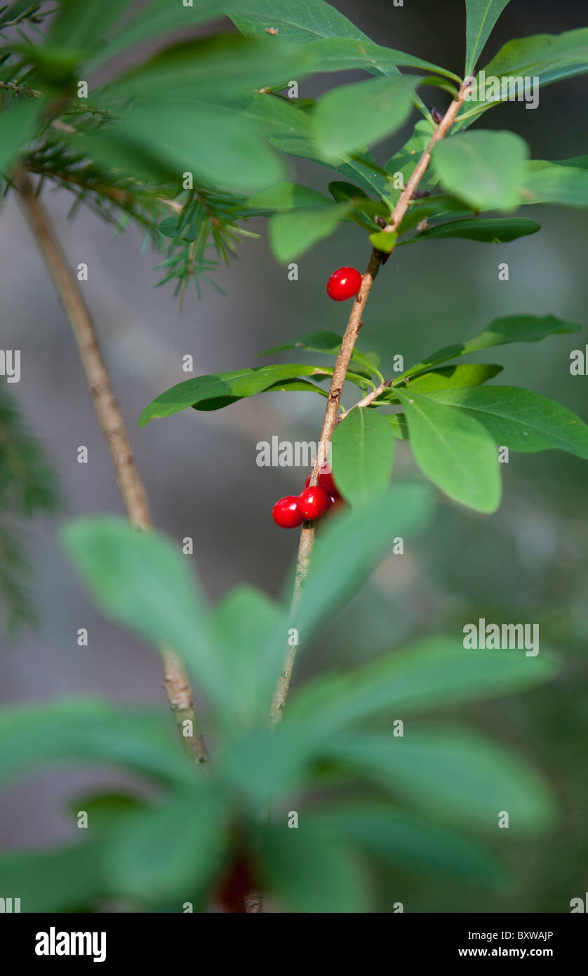 Mezereon plant ( Daphne mezereum , Thymelaeaceae ) berries , Finland ...