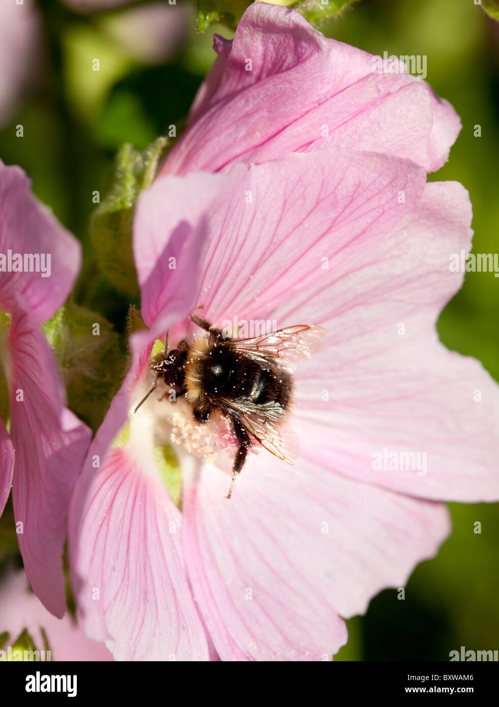 Bee collecting pollen from a pink flower , Finland Stock Photo - Alamy