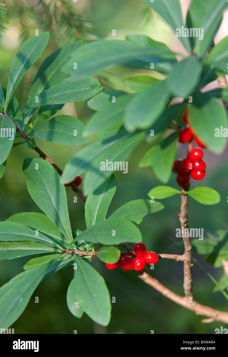 Mezereon plant ( Daphne mezereum , Thymelaeaceae ) berries , Finland ...