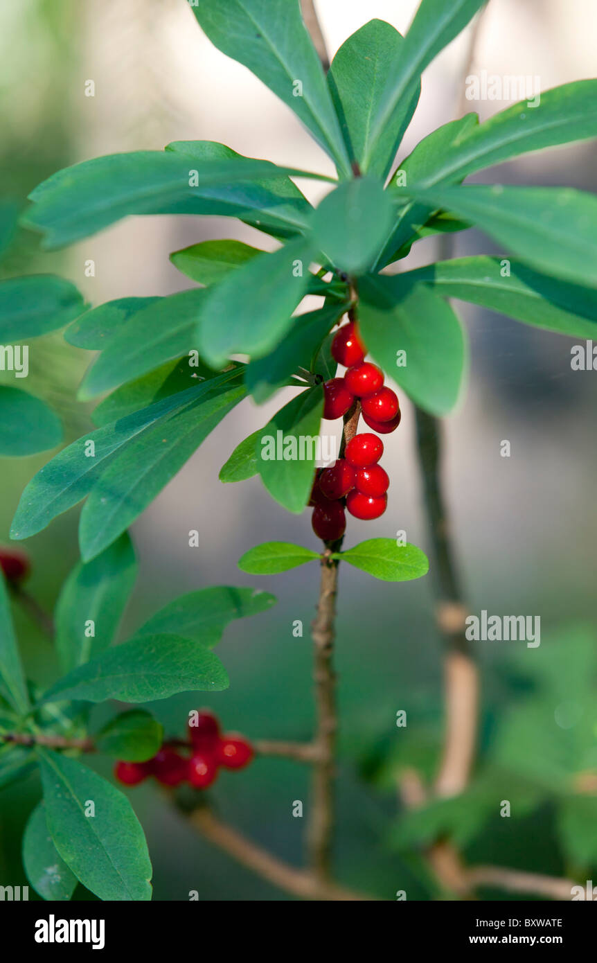 Mezereon plant ( Daphne mezereum , Thymelaeaceae ) berries , Finland ...