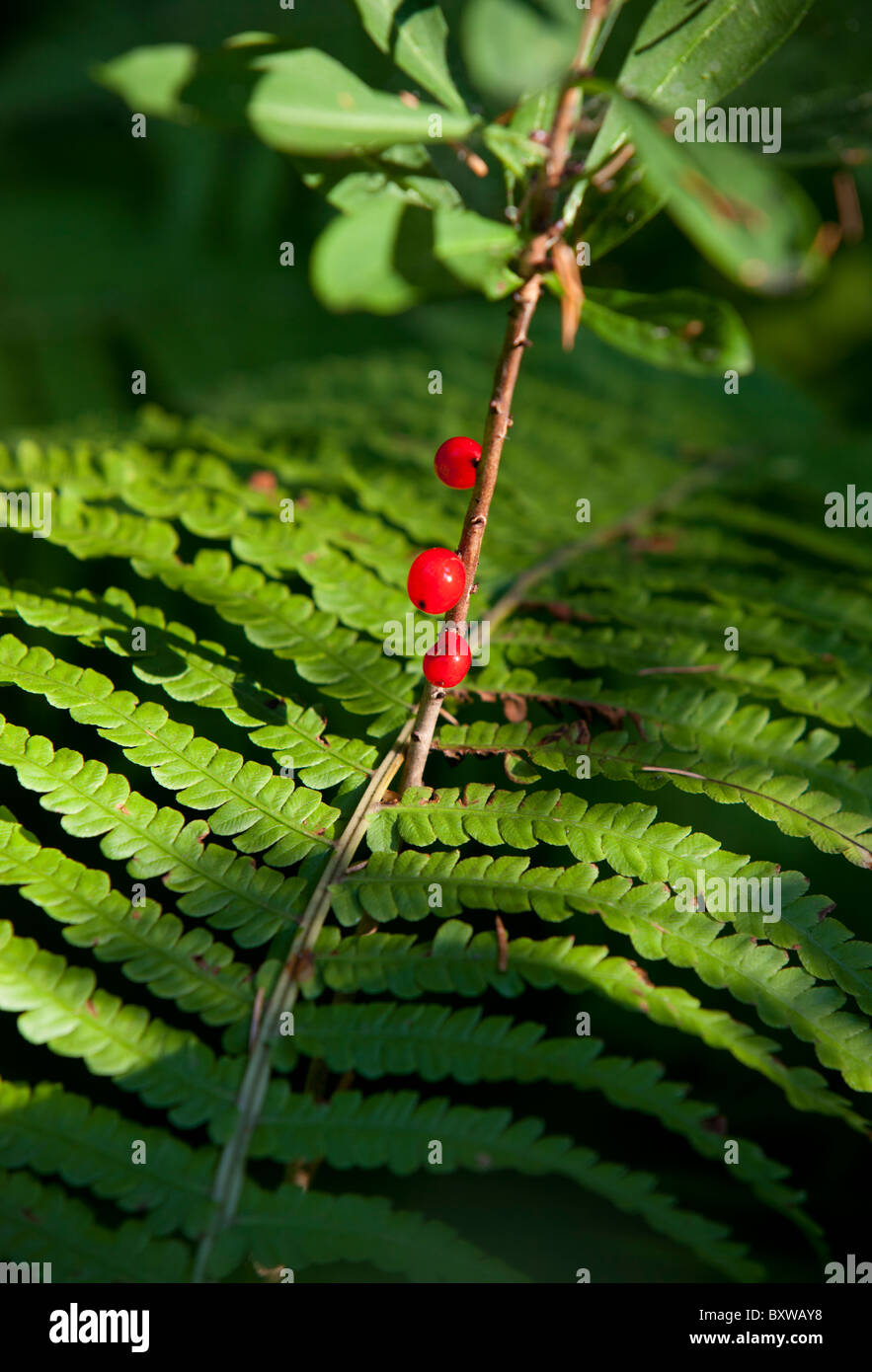 Mezereon plant ( Daphne mezereum , Thymelaeaceae ) berries and fern ...