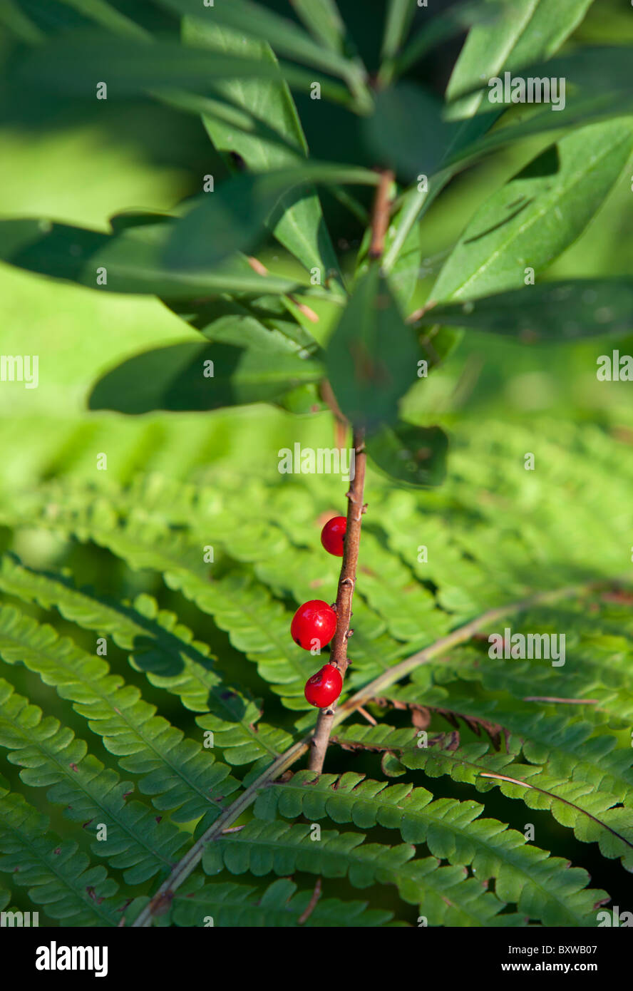 Mezereon plant ( Daphne mezereum , Thymelaeaceae ) berries and fern ...