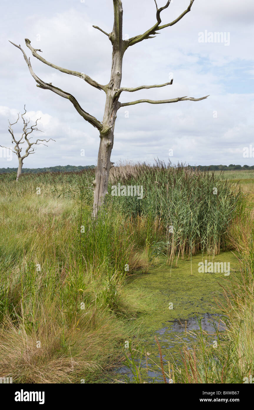 Snape marshes, Suffolk, England Stock Photo - Alamy