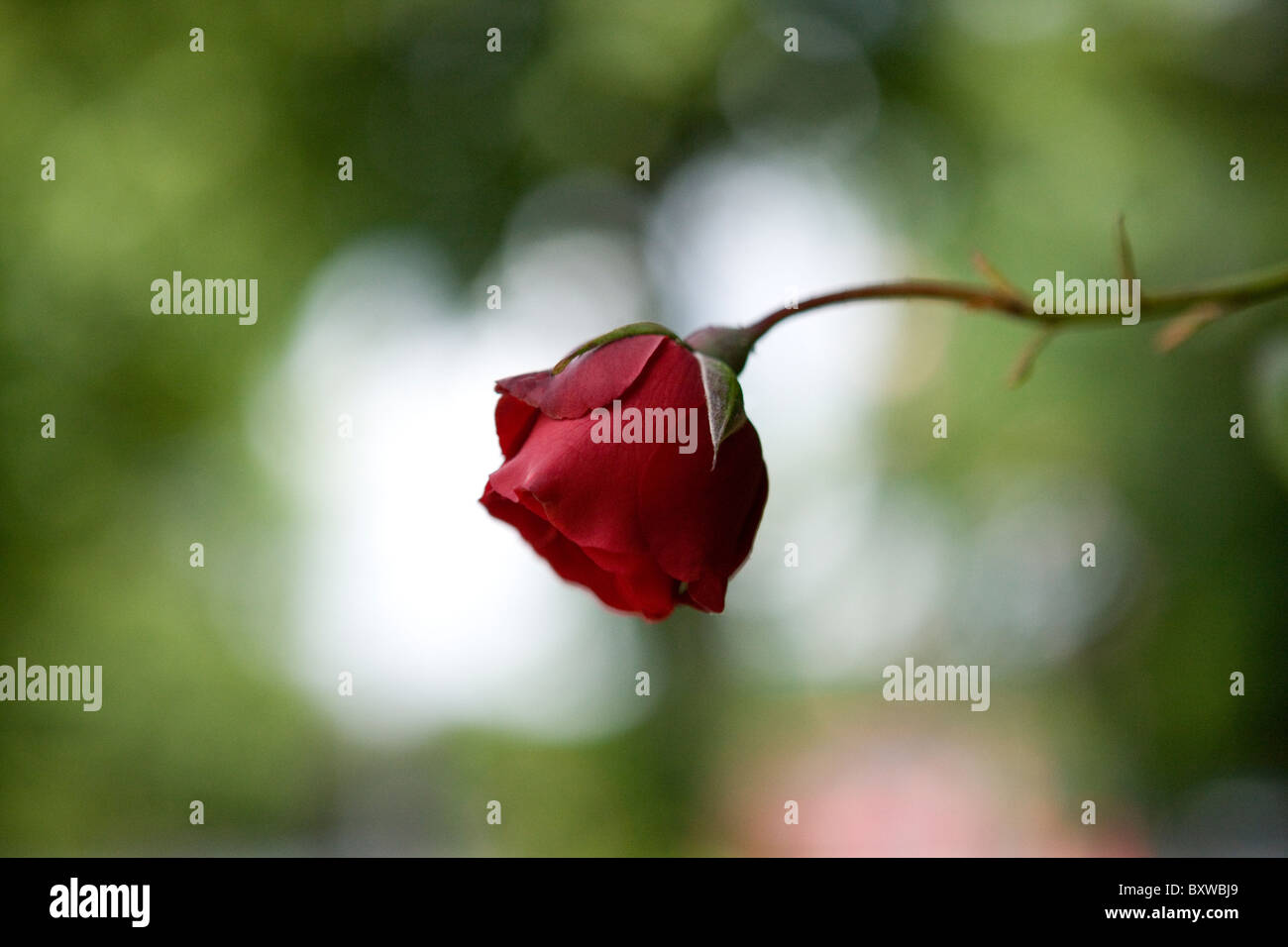 Rose bus hi-res stock photography and images - Alamy