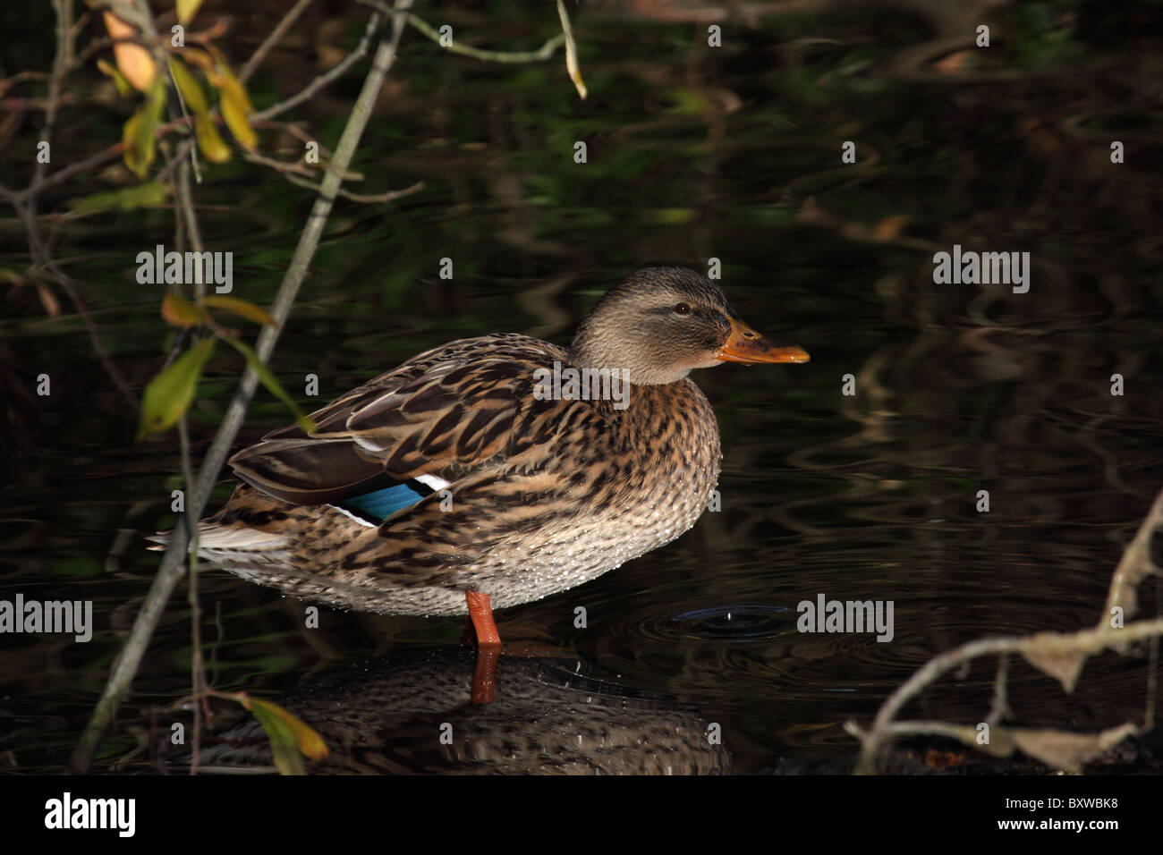 Mallard hen resting Stock Photo - Alamy