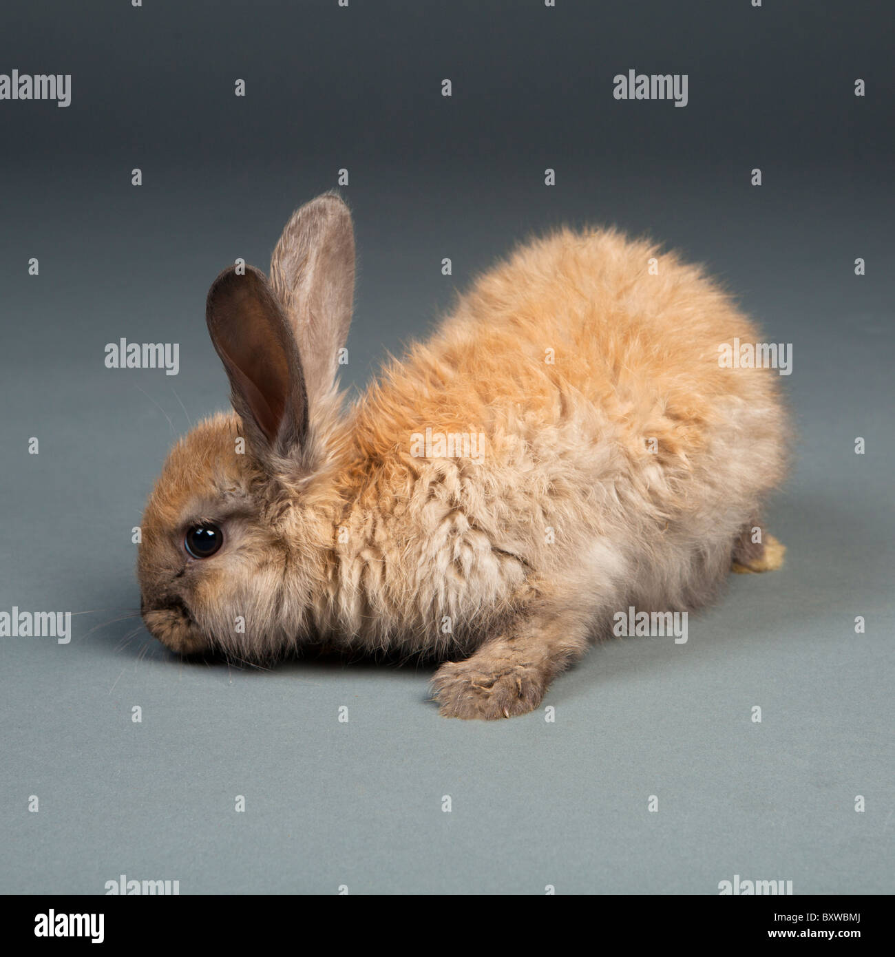 brown baby rabbit on gray background Stock Photo - Alamy
