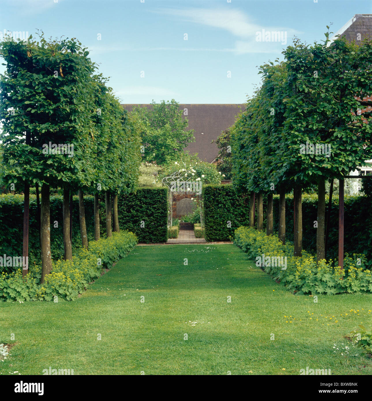 Country garden with wide grass path between avenue of small trees under ...