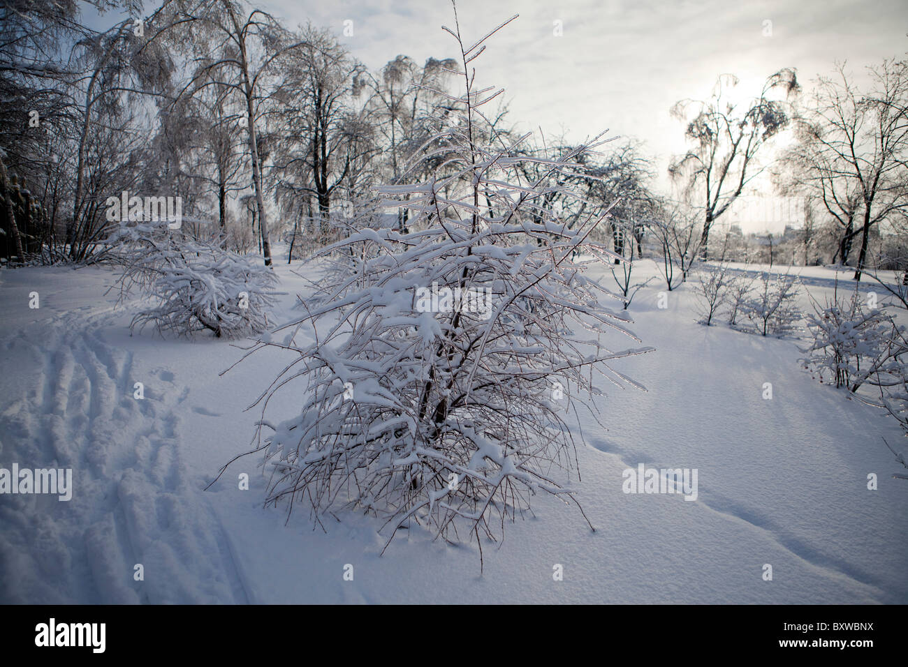 Shrubs in the icy crust and the snow in Moscow in the park Tsaritsyno ...
