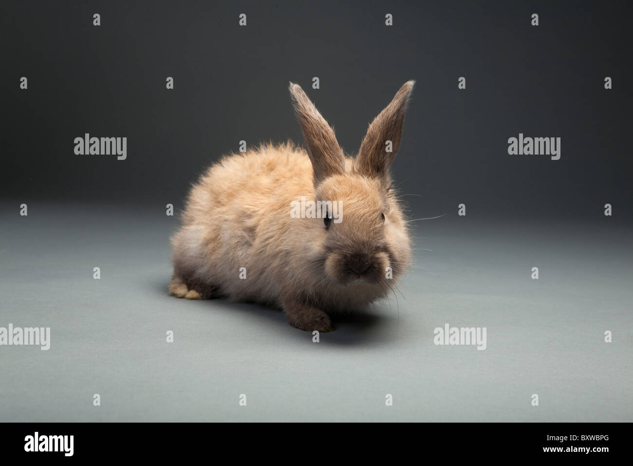 Gray brown baby bunny hi-res stock photography and images - Alamy