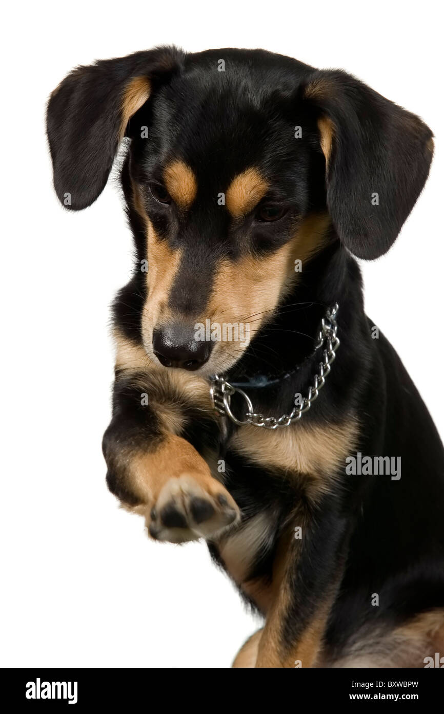 Elegant dog is sitting and giving right paw Stock Photo - Alamy
