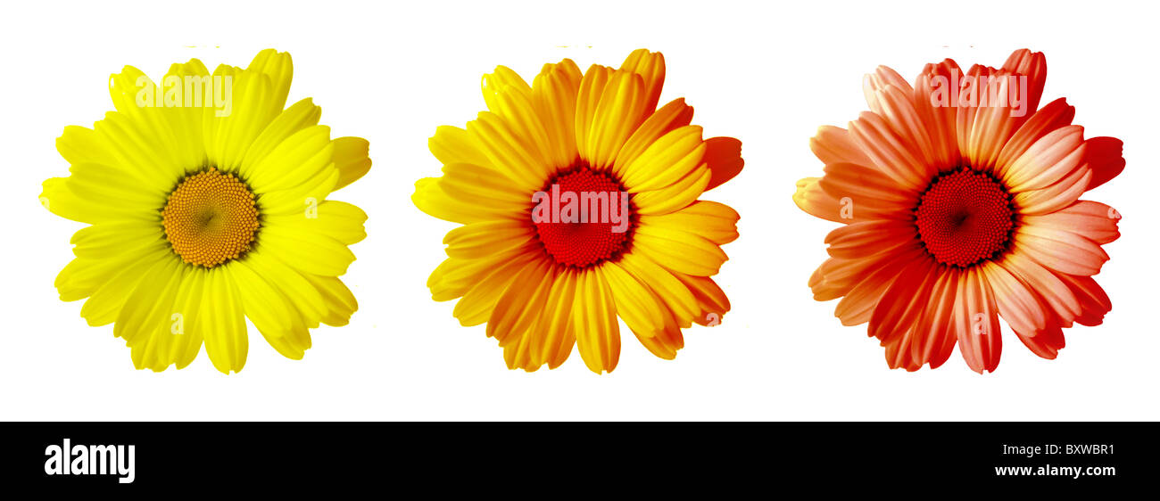 Three flowers camomiles with different color of leaves Stock Photo - Alamy