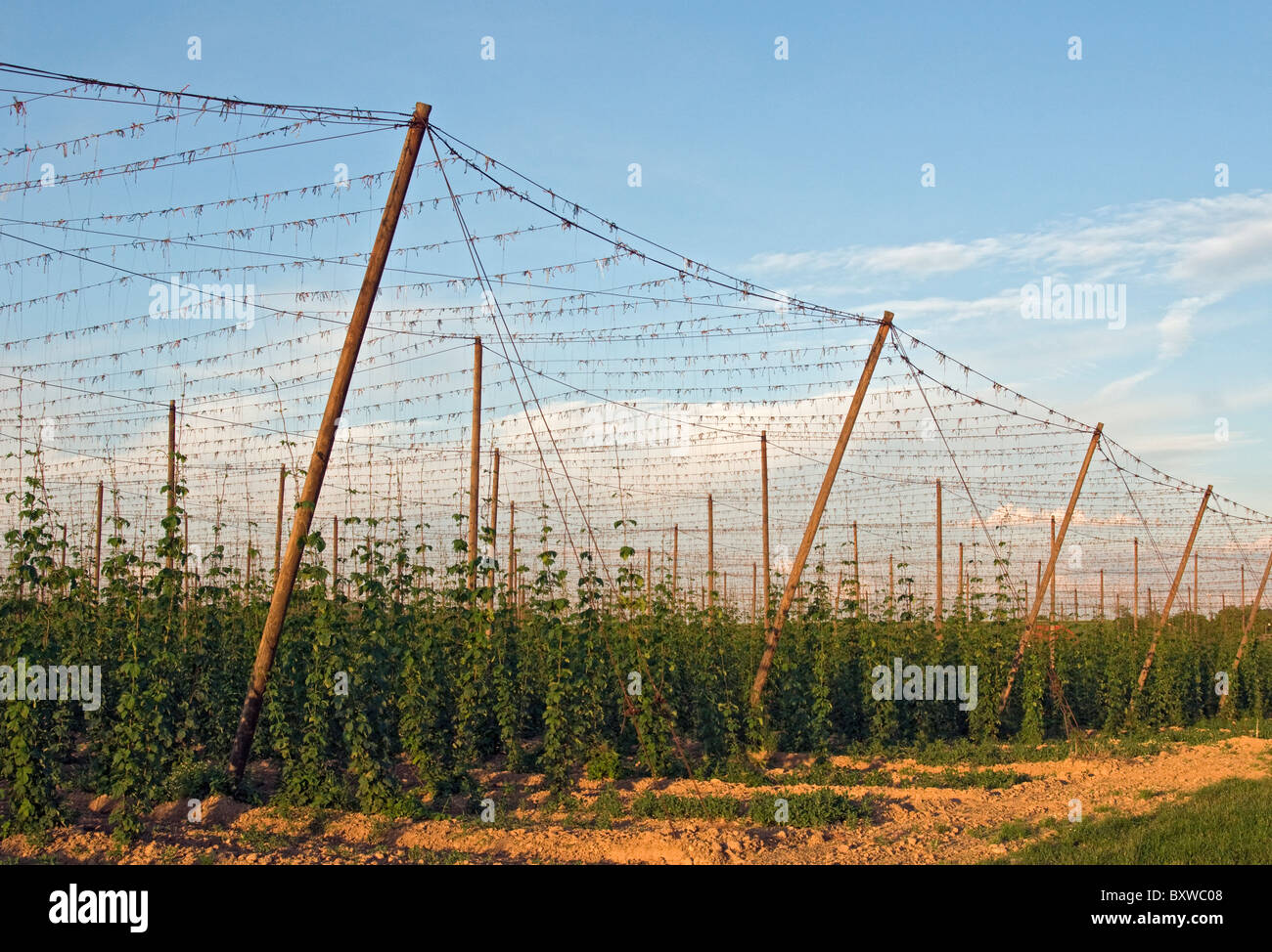 Strings with Hops (Humulus lupulus or Common hop) in a Hop Yard (Fileld ...