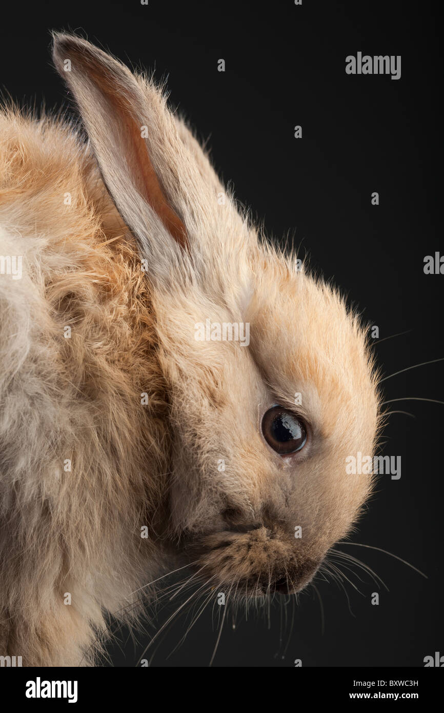 brown baby rabbit on gray background Stock Photo - Alamy