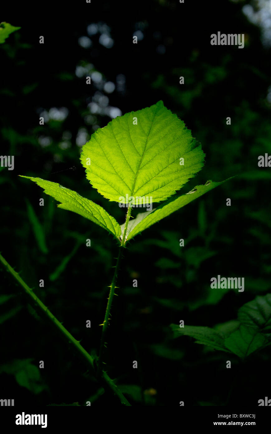Back lit foliage hi-res stock photography and images - Alamy