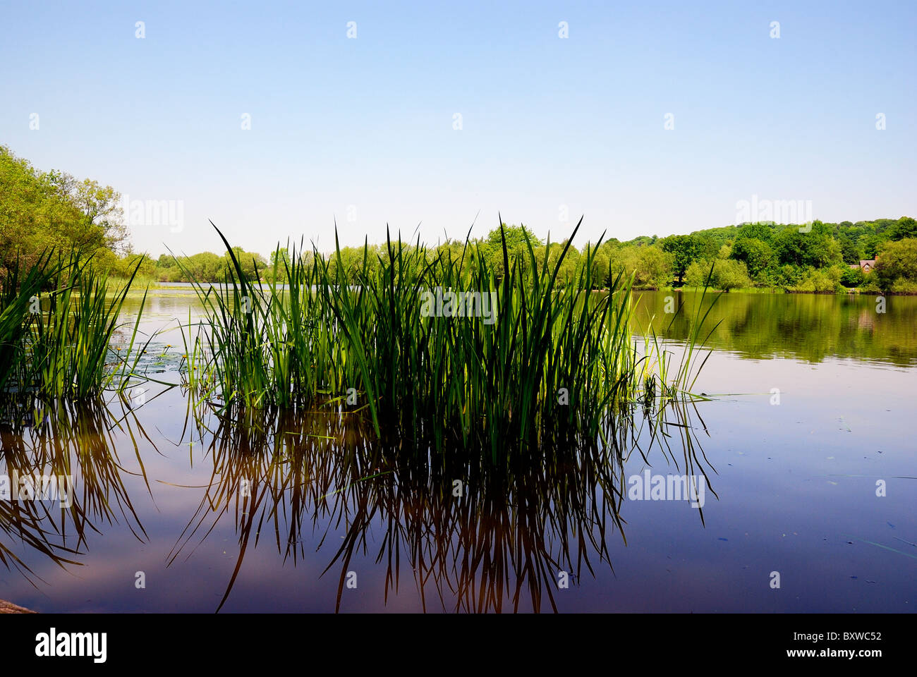 shipley country park derbyshire england uk Stock Photo - Alamy